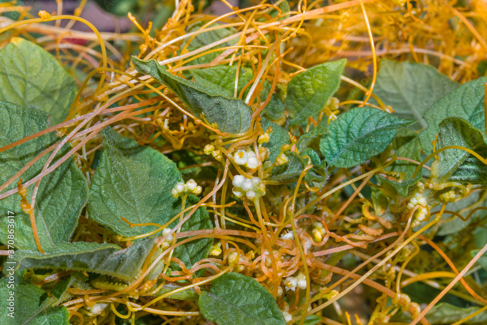 Cuscuta Dodder strangles young potato shoots. The quarantine plant is a ...