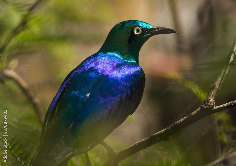 This image shows a side view of a wild golden-breasted starling ...
