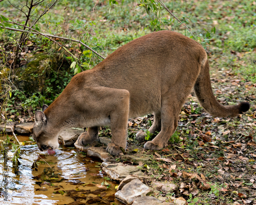 Panther Florida animal stock photos. Panther Florida animal close-up ...