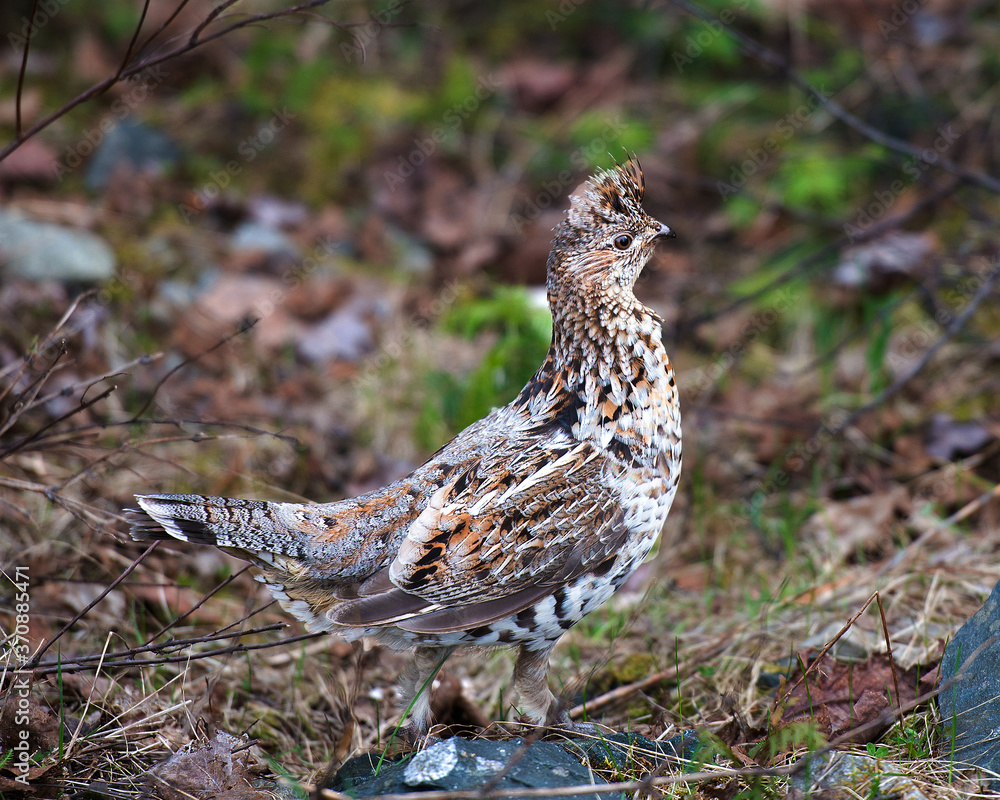 Partridge Bird Stock Photos. Partridge bird walking in the forest in ...