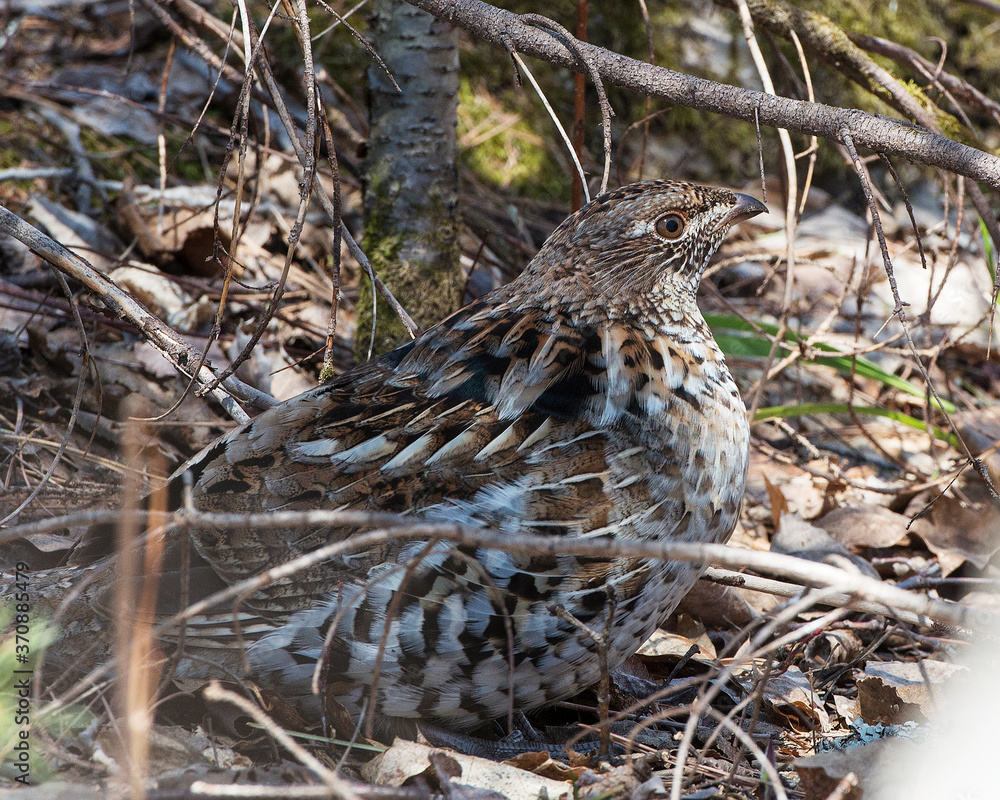 Partridge Bird Stock Photos. Partridge bird profile view. Partridge ...