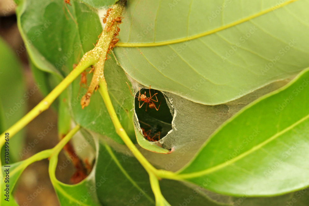 Ant Red, Green Tree Ant has a red body with long slender body. It has ...