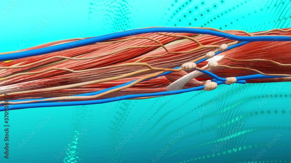 Human arm anatomy muscles arteries veins circulatory lymphatic system ...