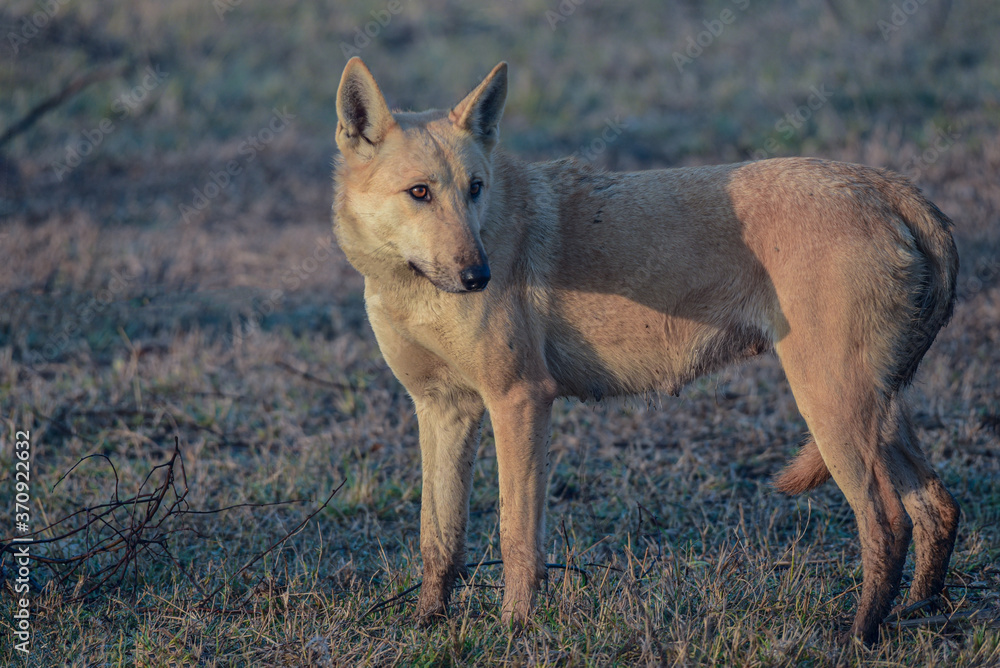wildlife animals of Pakistan ,A wolfdog is a canine produced by the ...