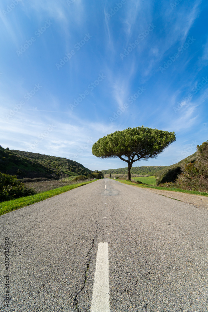 Empty road with isolated tree on the right side of the street and blue ...