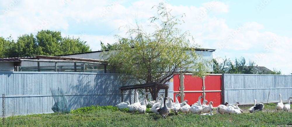 Poultry. A flock of adult geese in a personal subsidiary farm in the ...