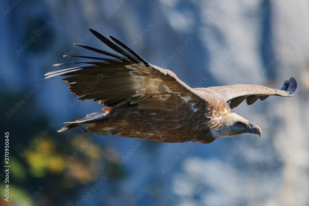 Griffon Vulture in Flight through the Gorges du Verdon, France. Stock ...