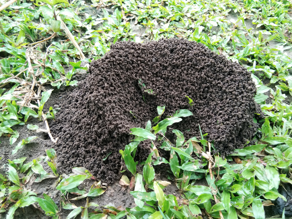 Ant's house Stock Photo | Adobe Stock