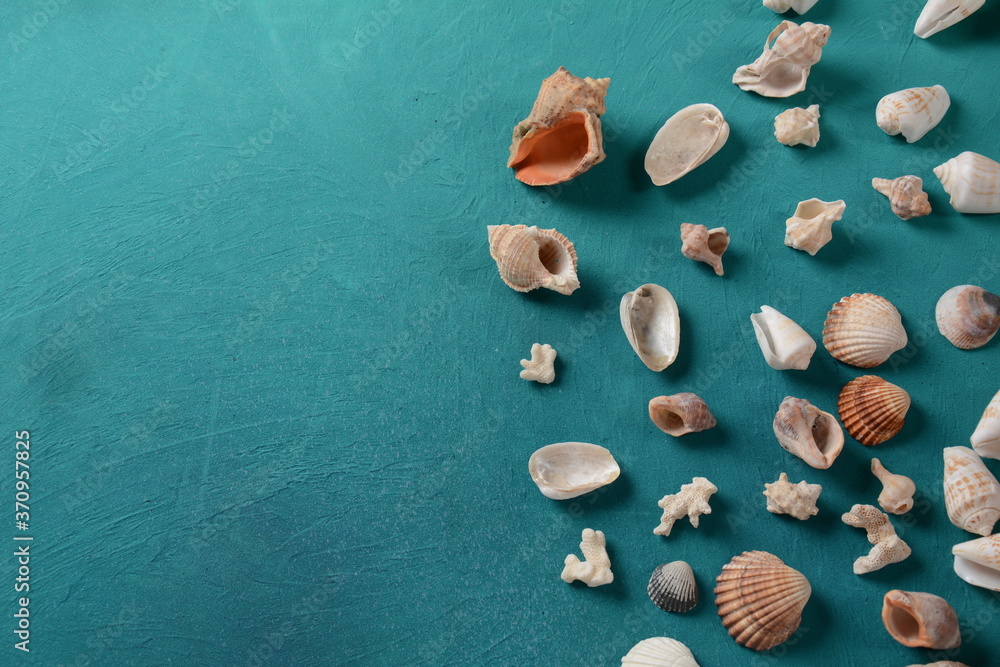 Sea shells on a sea wave color background. Summer vacation concept ...