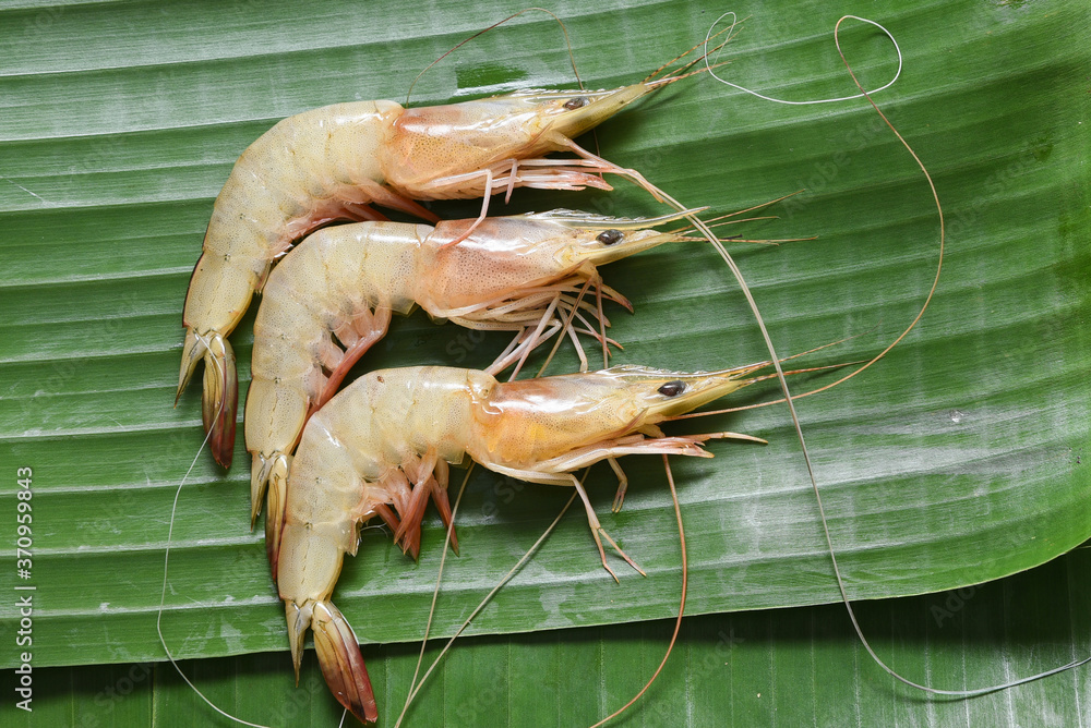 Fresh raw shrimp, prawn in Kerala India. Seafood in coastal area ...