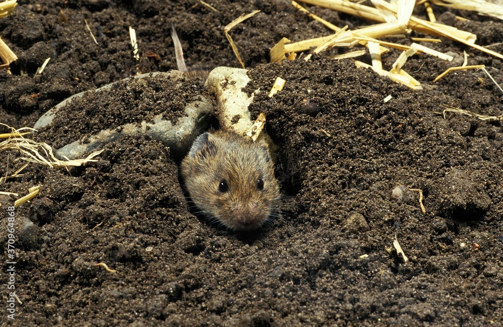 Common Vole, microtus arvalis, Head of Adult emerging from Tunnel Stock ...