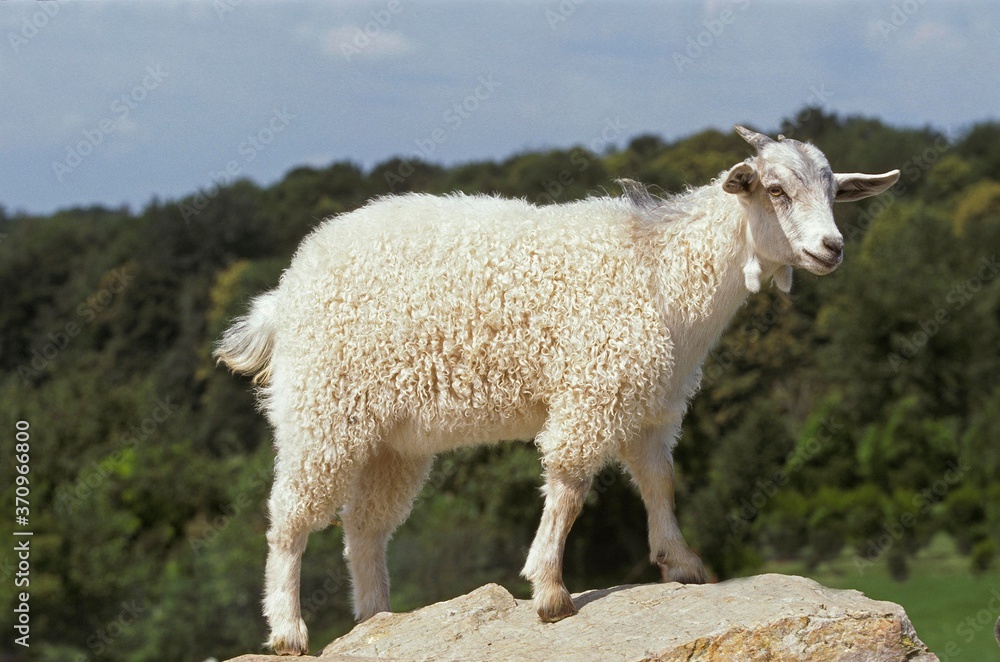 Angora Goat, Breed producing Mohair Wool Stock Photo | Adobe Stock