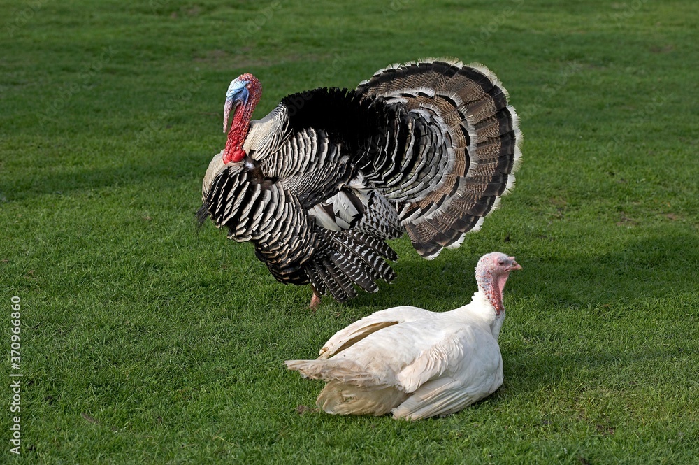 Male and Female Turkey, Male displaying with its Feathers fanned ...