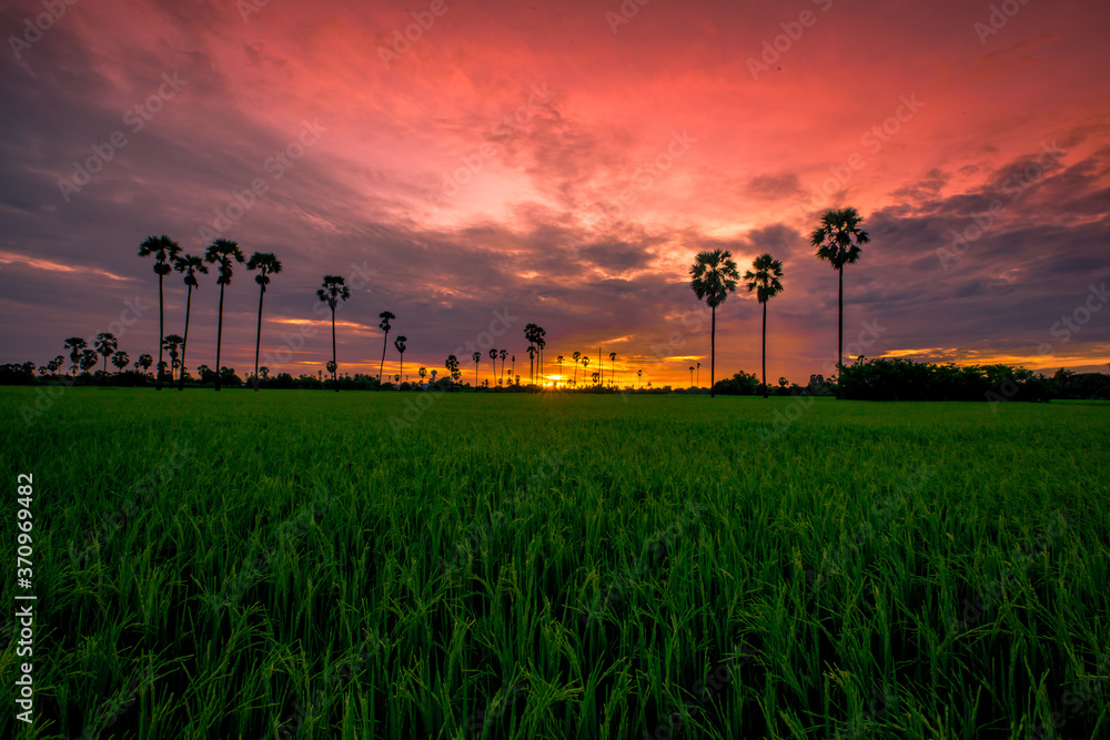 A close up view of a green rice field And surrounded by various species ...