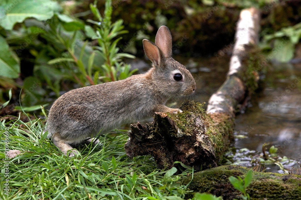 Wild Rabbit Standing