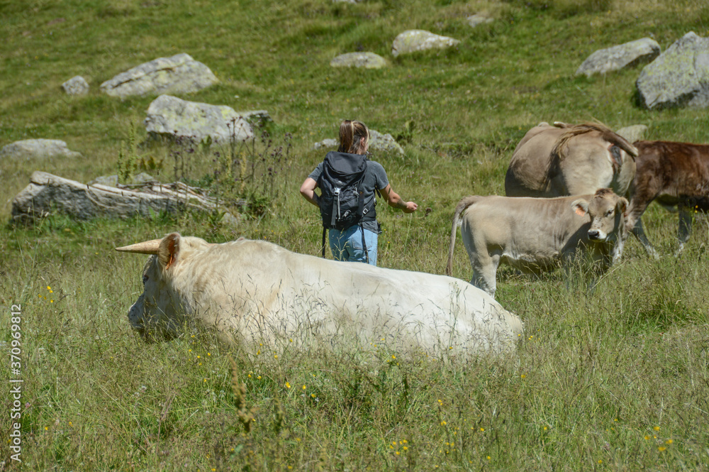 vache elevage troupeau agriculture paturage montagne Stock Photo ...