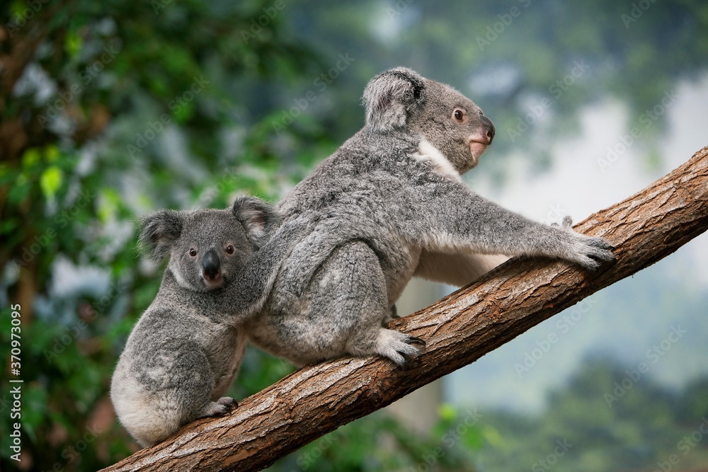 Koala, phascolarctos cinereus, Female carrying Yound on its Back Stock ...