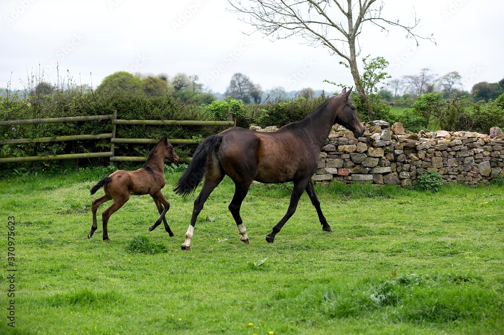 Akhal Teke, Horse Breed from Turkmenistan, Mare with Foal Stock Photo ...