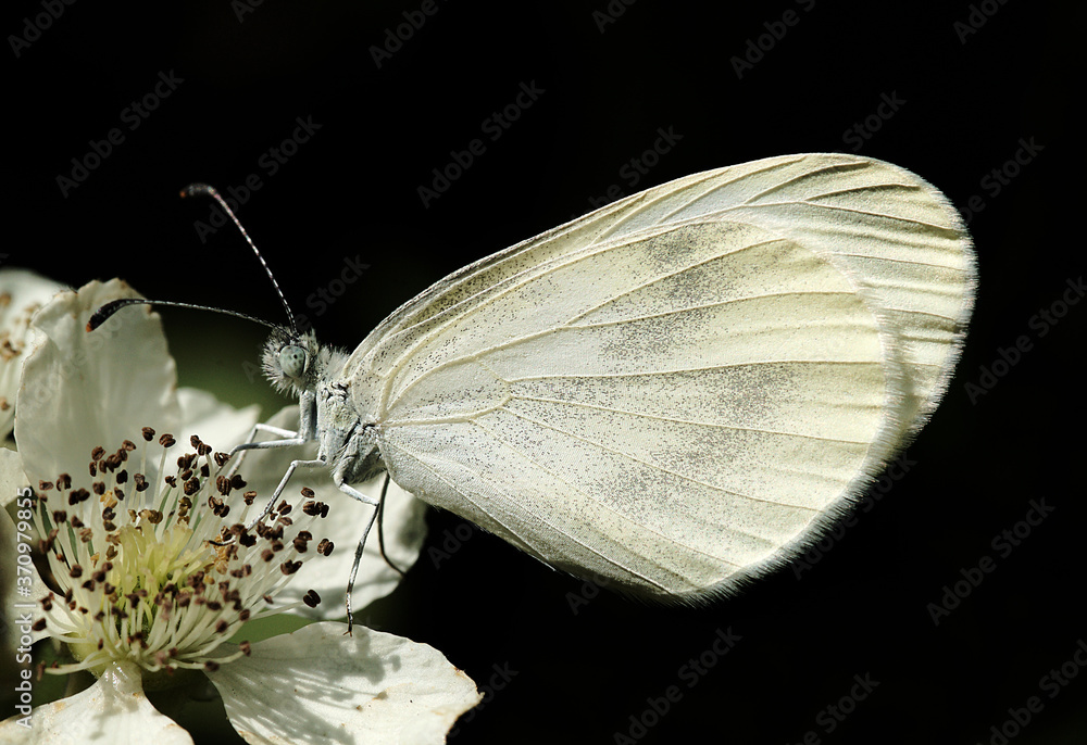 Lateral view of a Helicoverpa armigera (The cotton bollworm) moth on a ...