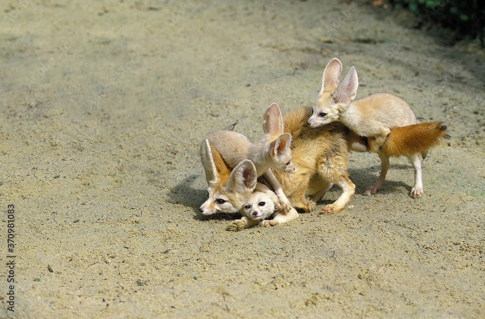 Fennec Hare