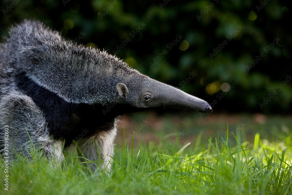 Giant Anteater, myrmecophaga tridactyla, Young Female Stock Photo ...