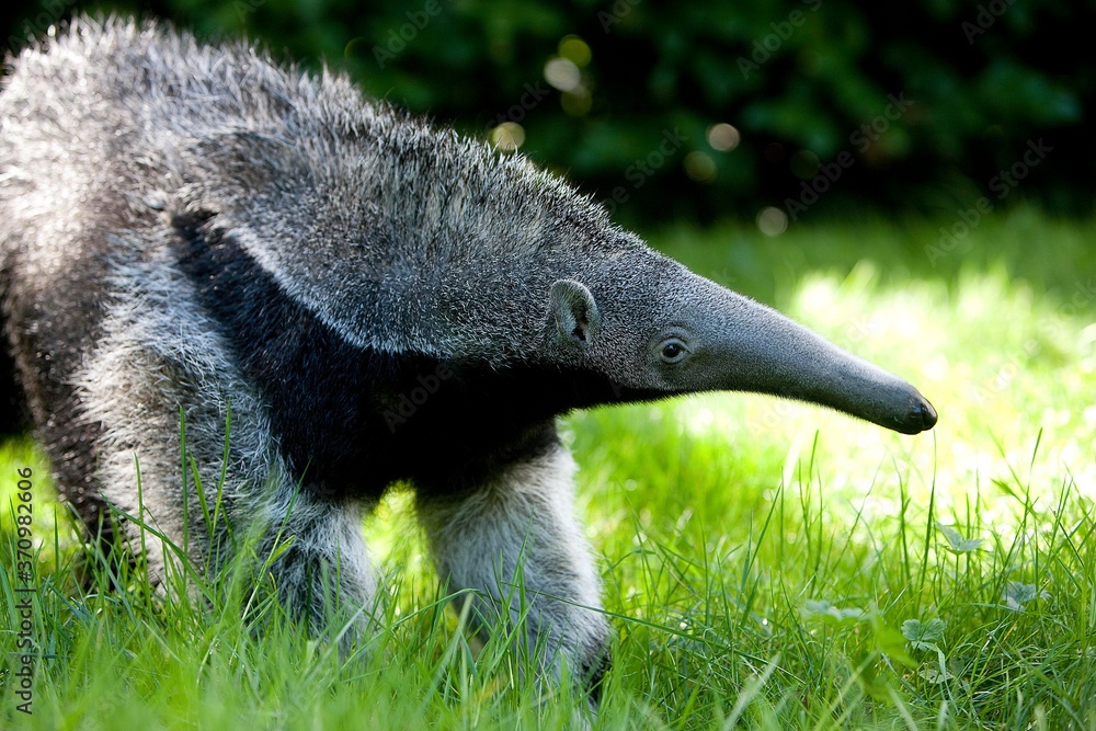 Giant Anteater, myrmecophaga tridactyla, Young Female Stock Photo ...