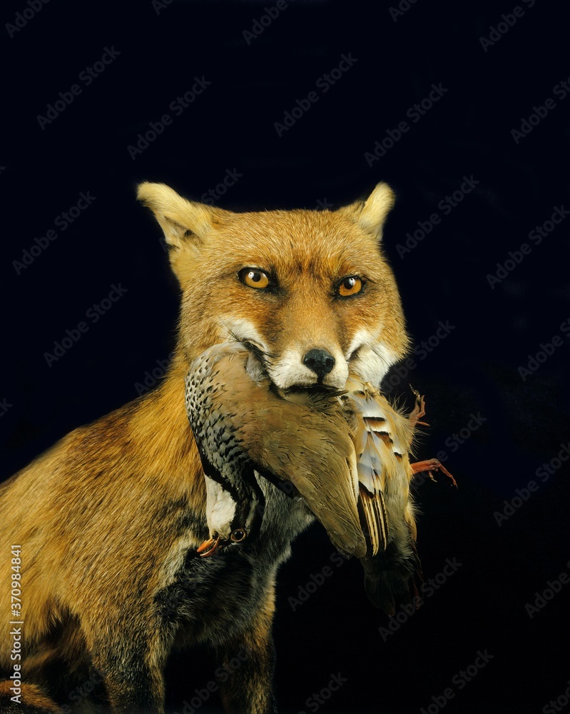 Red Fox, vulpes vulpes, Stuffed Animal with Partridge in its Mouth ...