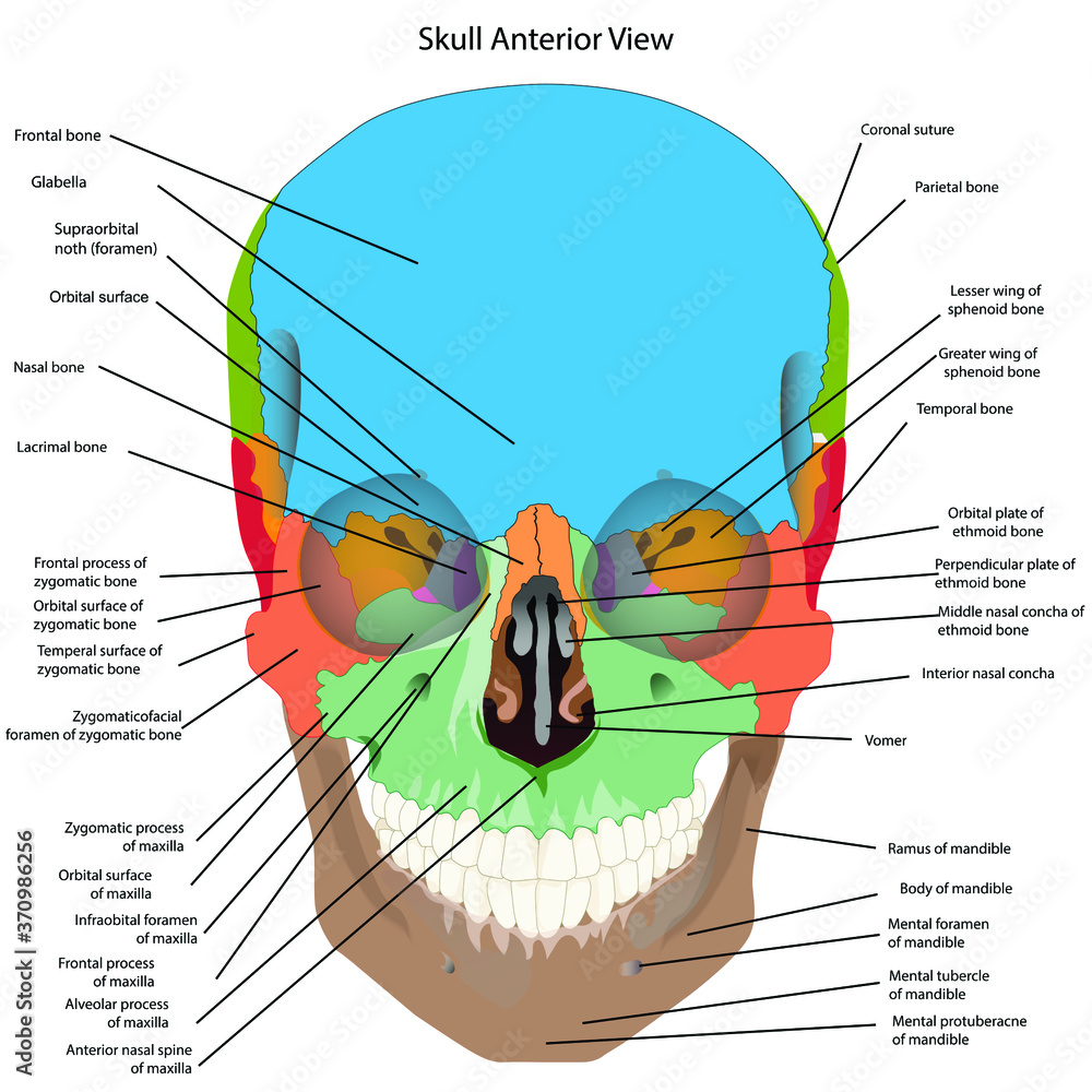 the bones of the head, skull the names of the cranial bones. Anterior ...