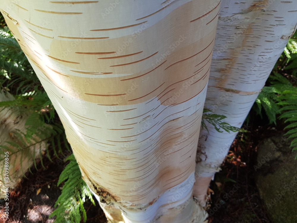 Betula utilis (Himalayan birch, bhojpatra), is a birch tree native to ...