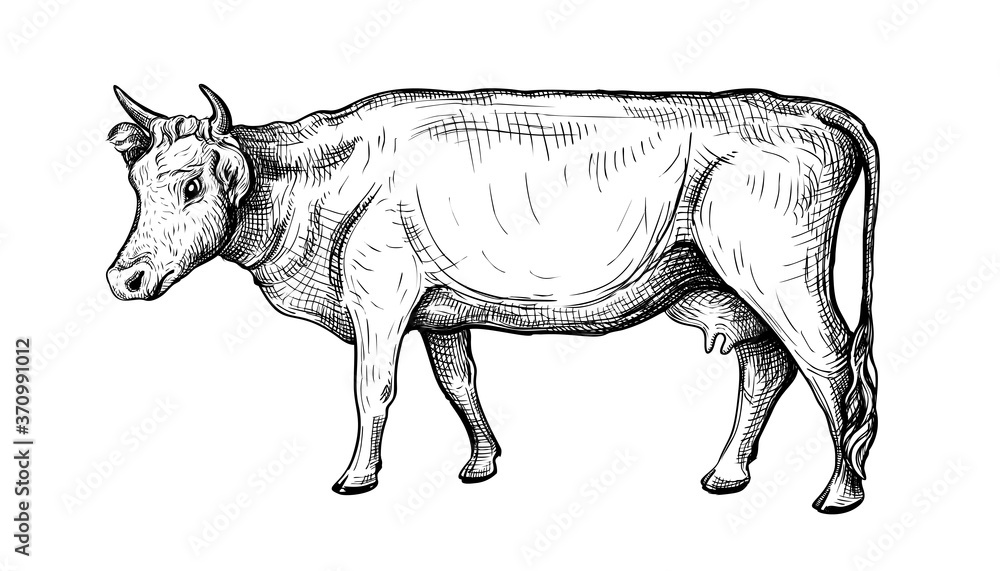 Hand-drawn vector illustration of a cow isolated on a white background ...