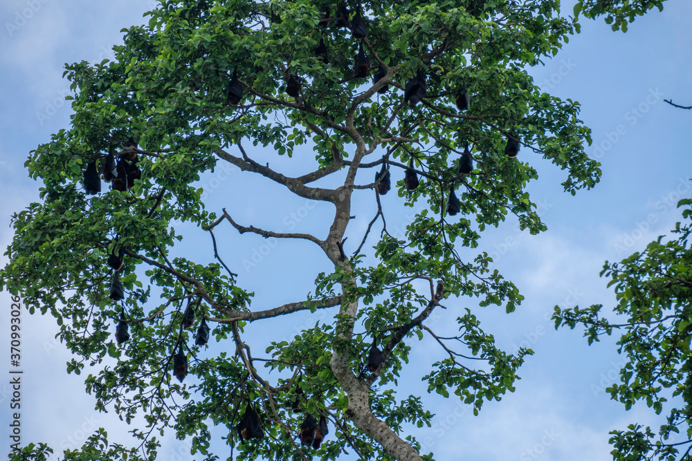 The large Colony of Flying Foxes, Fruit Bats, or Mega-Bats feed on ...