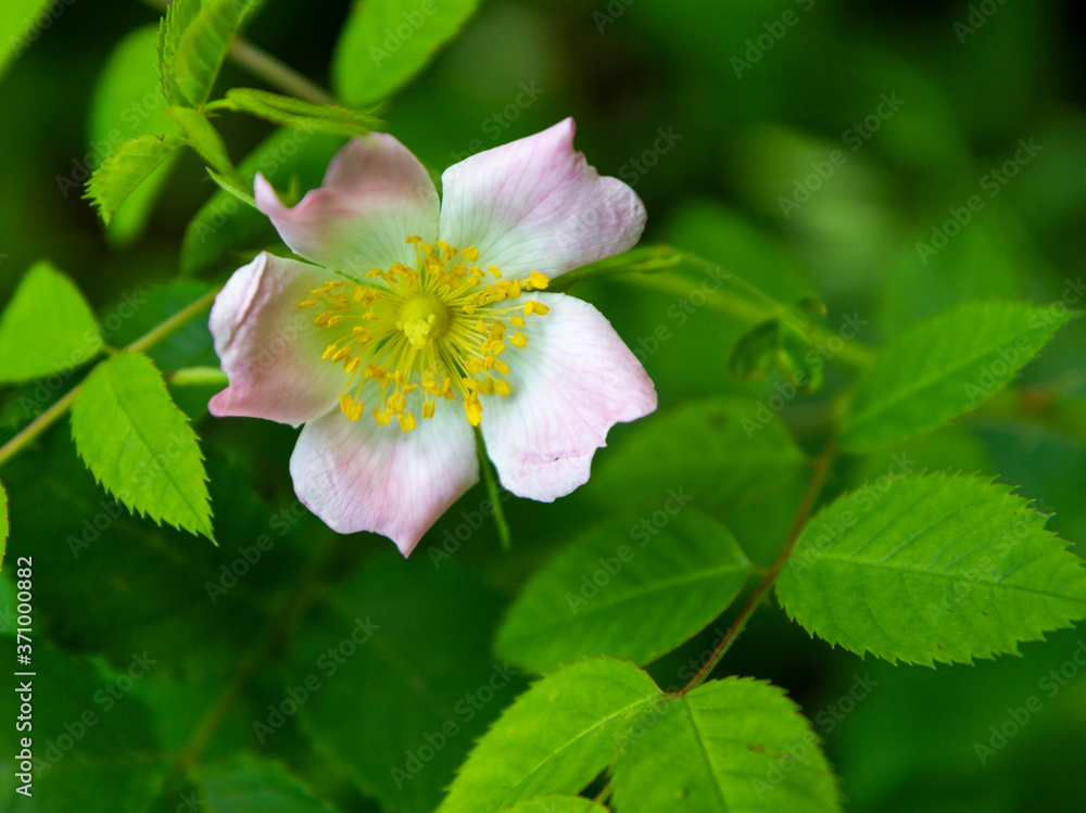 Rosa sempervirens, the evergreen rose, is a plant in the family ...