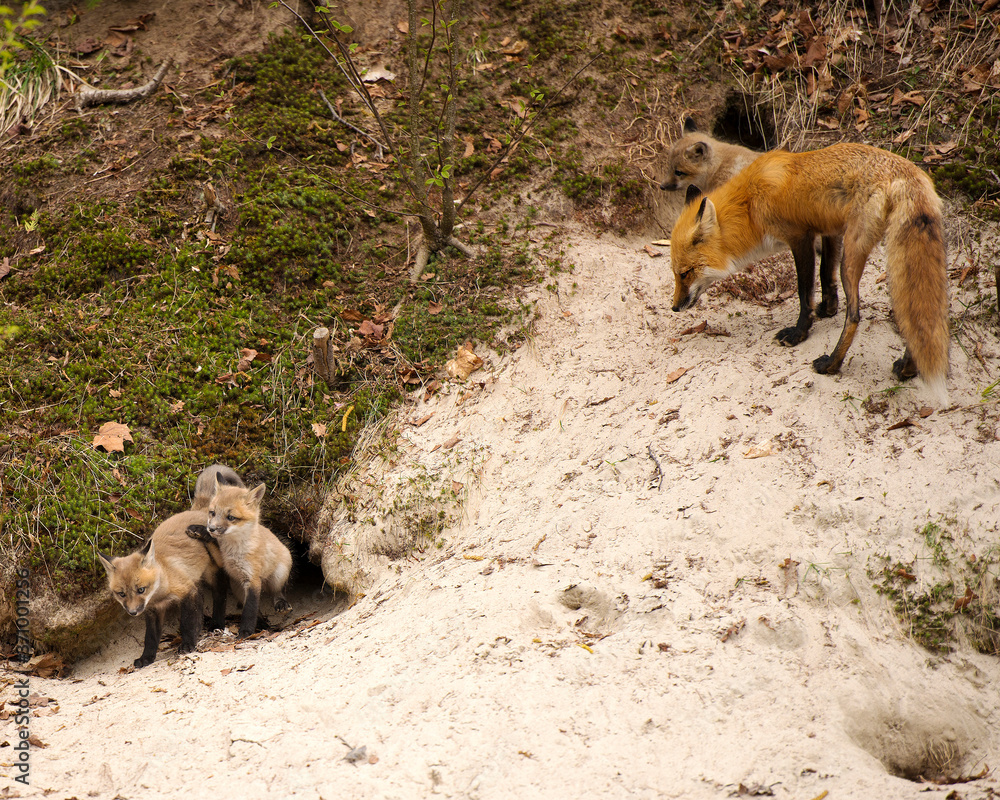 Fox Red Fox Stock Photo. Red Fox mother and baby foxes in the forest ...