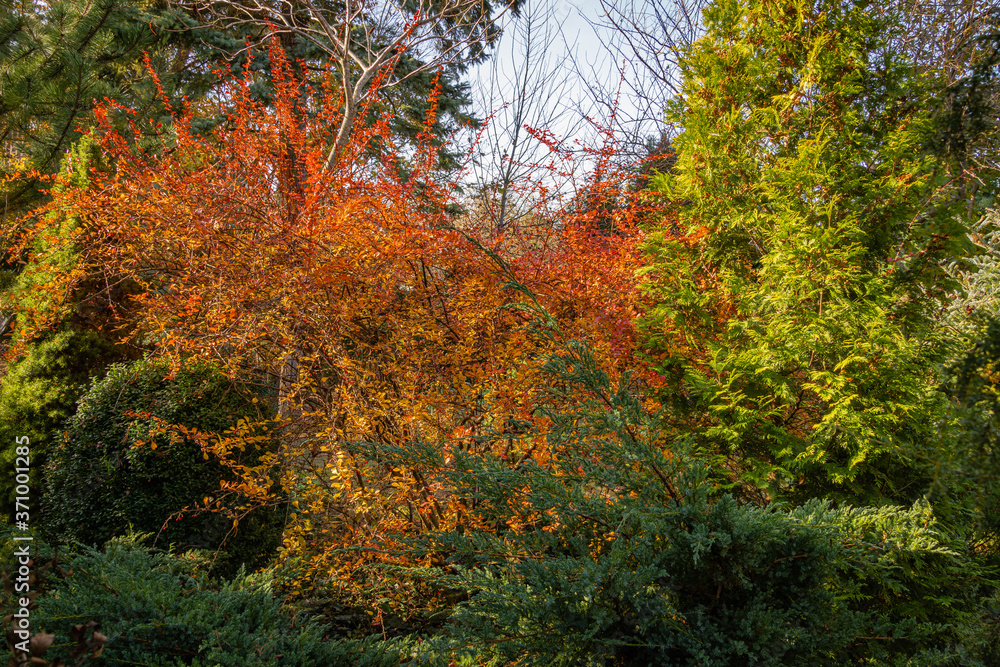 Barberry bush Berberis thunbergii Atropurpurea surrounded by evergreens ...