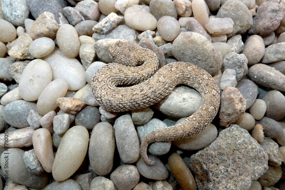 The Namaqua Dwarf Adder is native to a small coastal region called ...