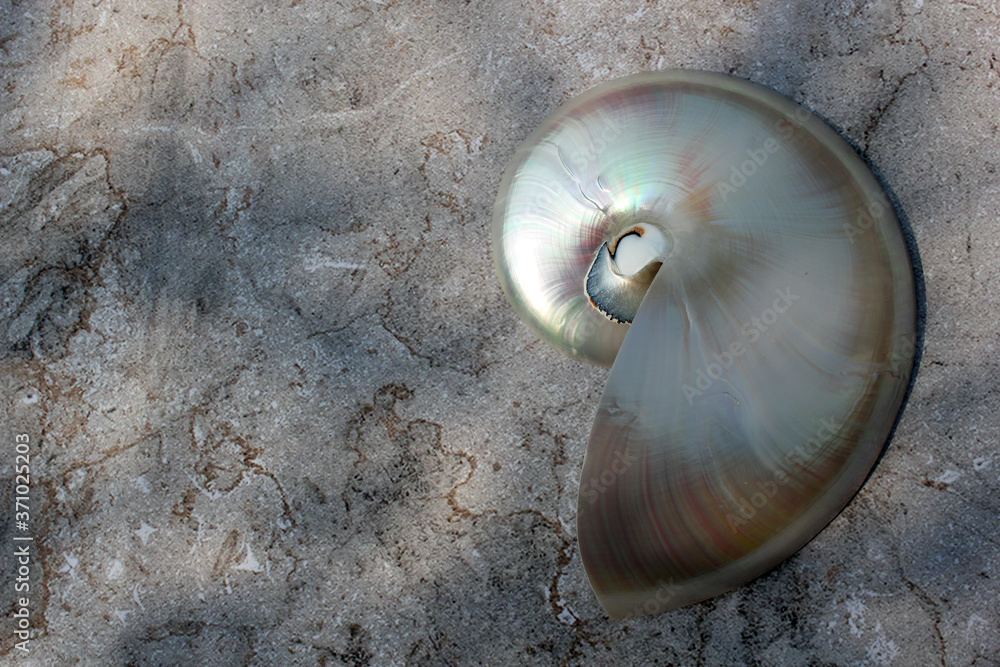 Nautilus shell with copy space concrete stone background cross section ...