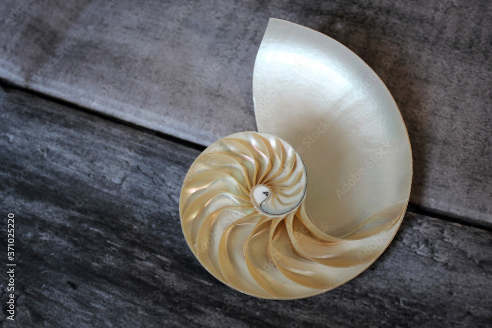 Nautilus shell with copy space wooden background cross section symmetry ...