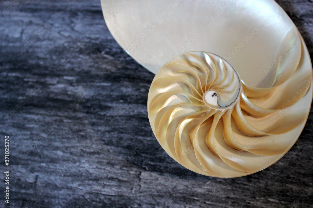 Nautilus shell with copy space wooden background cross section symmetry ...