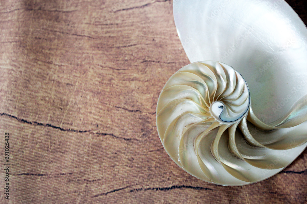 Nautilus shell with copy space wooden background cross section symmetry ...