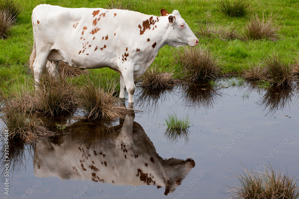 Ayrshire cattle are a breed of dairy cattle from Ayrshire in southwest ...