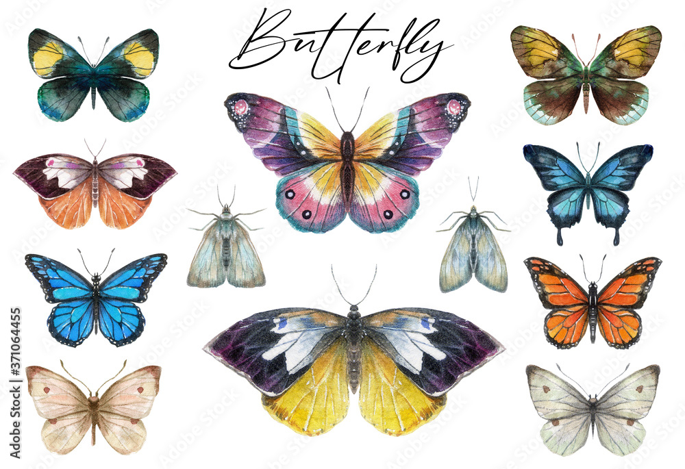 Collection of watercolor butterflies and moths in a realistic style ...