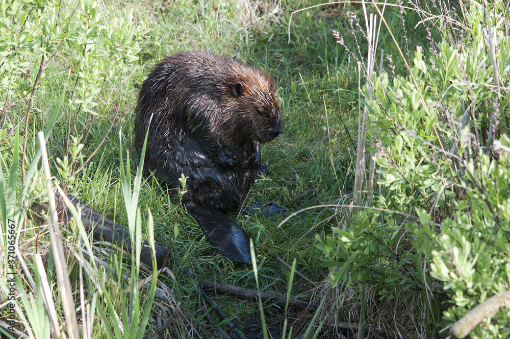 Beaver Stock Photos. Beaver close-up profile view grooming and ...