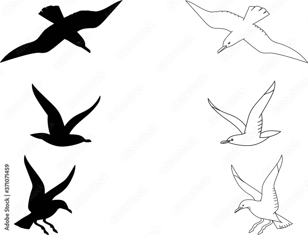 Black silhouette and outline seagulls. Isolated birds for coloring kids ...