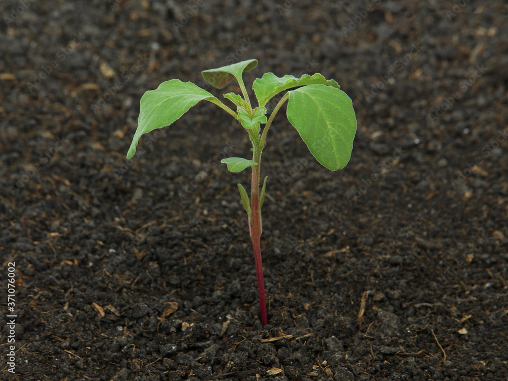Young plant of Redroot pigweed in soil, Amaranthus retroflexus Stock ...