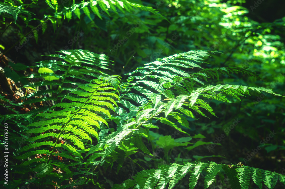 Lush fern in the rays of light on the forest floor under the crowns of ...
