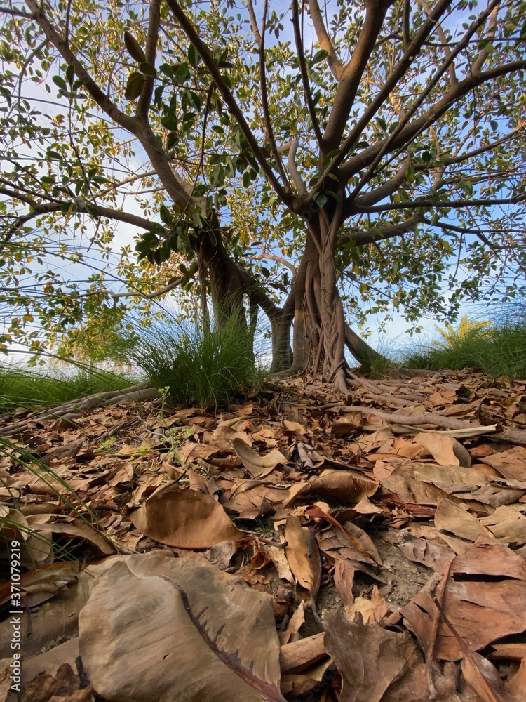 magestuoso ficus en el bosque rodeado de hojas caidas sobre el suelo ...