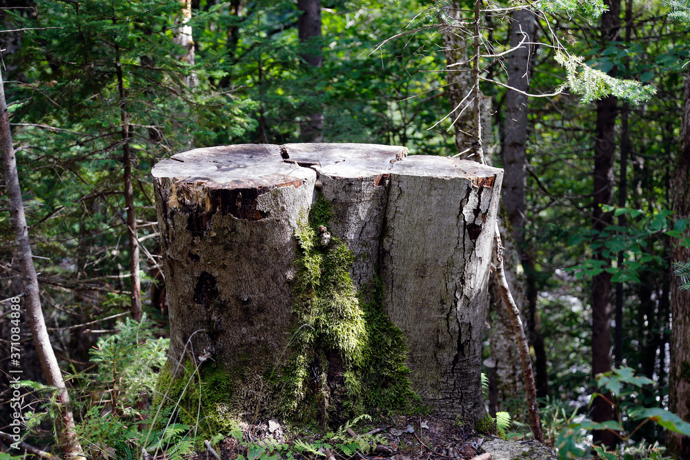 Foto de le tronc d'un arbre dans la forêt do Stock | Adobe Stock