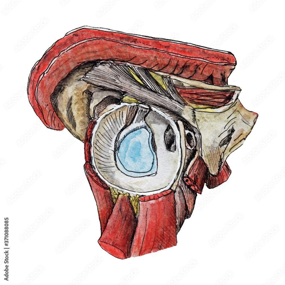 Arm socket, showing the rotator cuff muslces, deltoid muscle cut, bursa ...