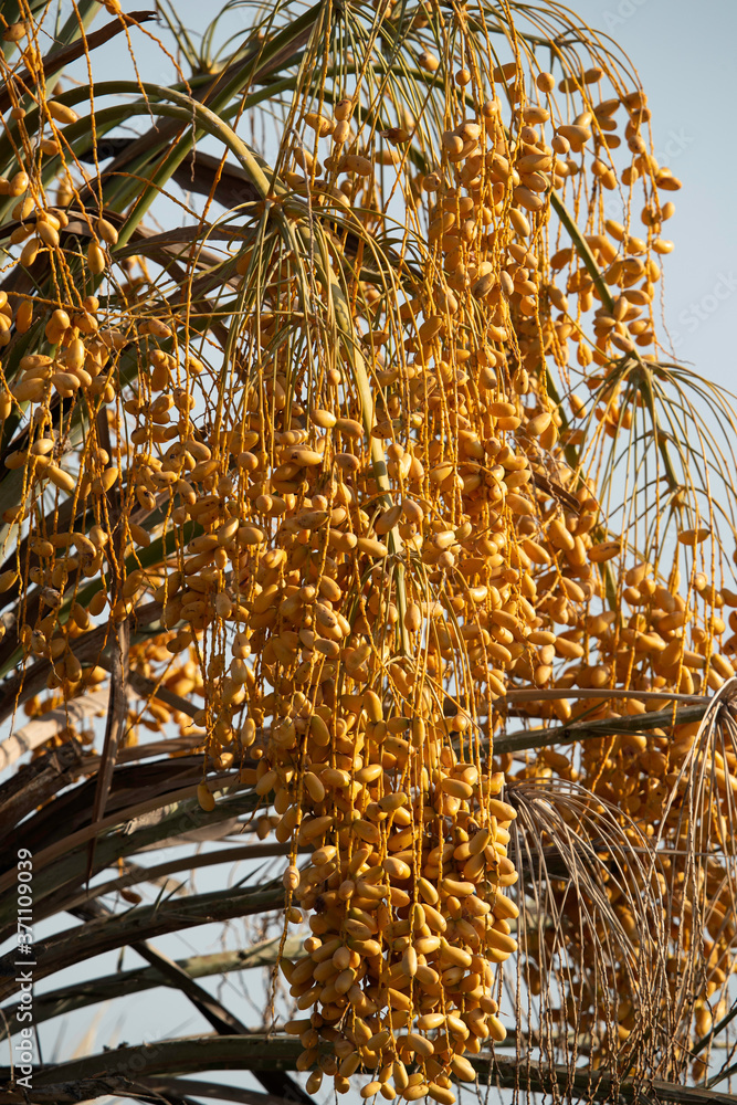 Dates are fruits that have been a staple food of the Middle East for ...