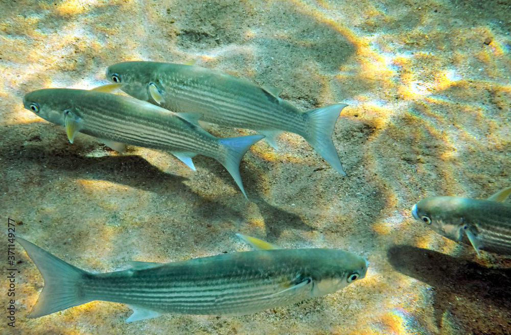 School of gray mullet - Mugil cephllus. This commercial fish inhabits ...